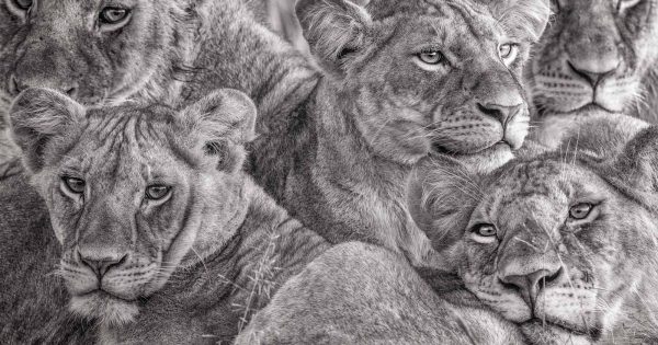 Winners of 2017 Nature's Best Photography Windland Smith Rice Awards ...