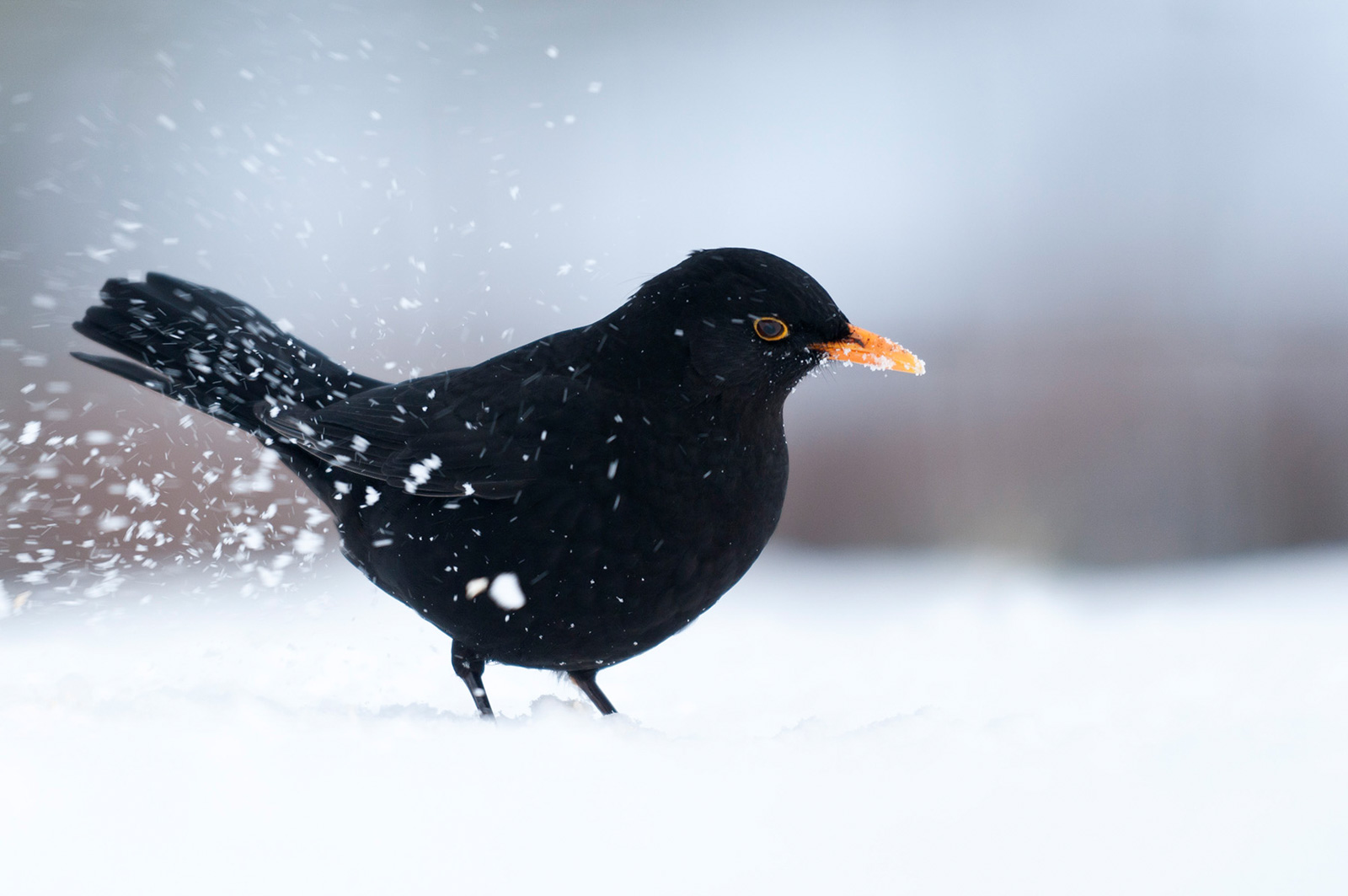 Back Garden Wildlife Photography in the Snow - Nature TTL