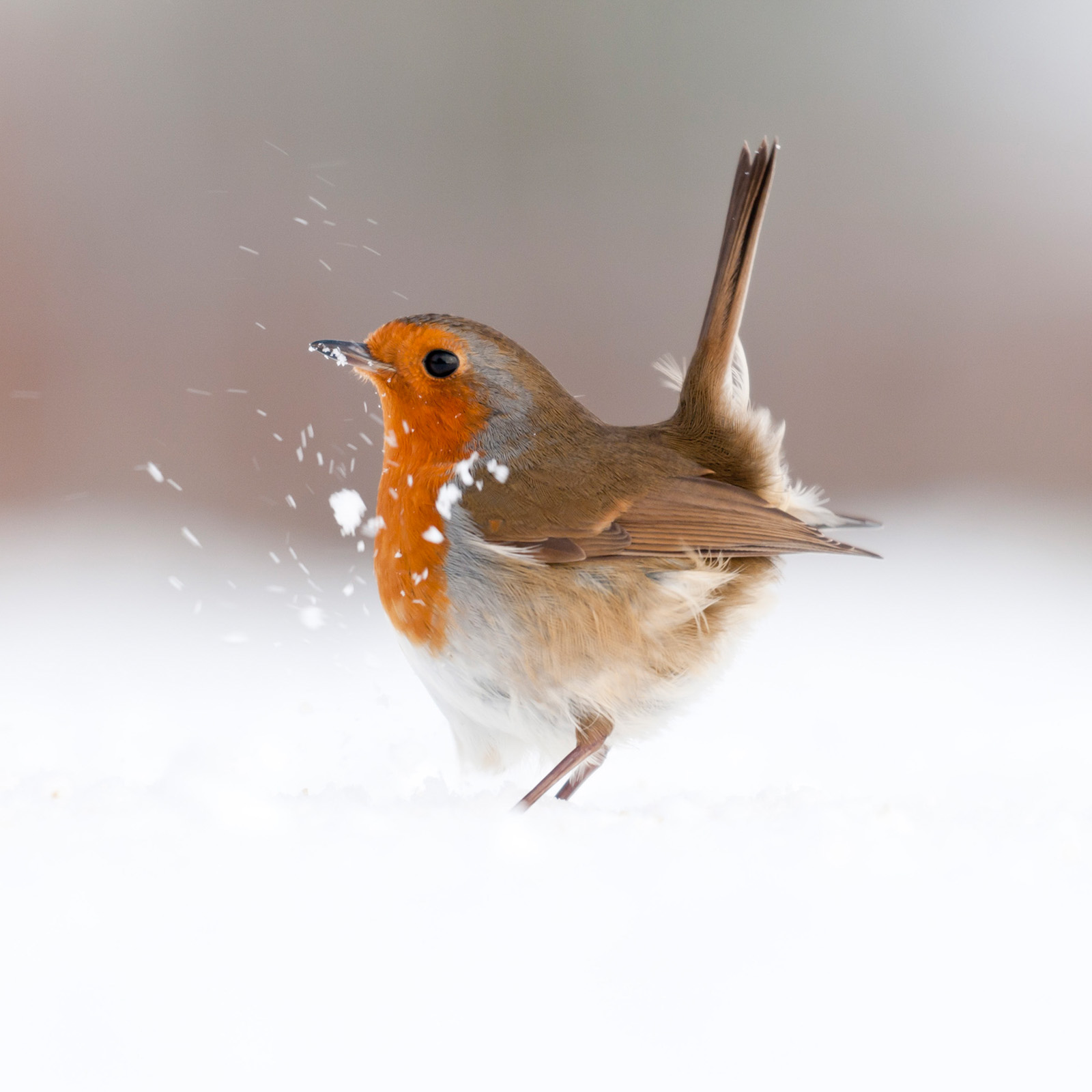 Back Garden Wildlife Photography in the Snow - Nature TTL