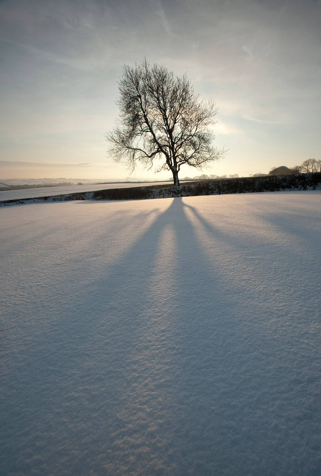 Back Garden Wildlife Photography in the Snow - Nature TTL
