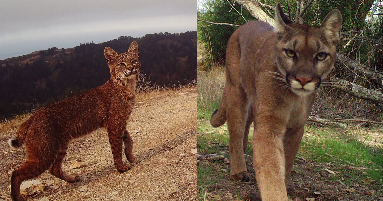 The Incredible Life of Wild Cats Caught by Trail Cameras - Nature TTL