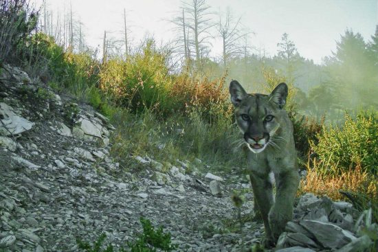 The Incredible Life of Wild Cats Caught by Trail Cameras - Nature TTL