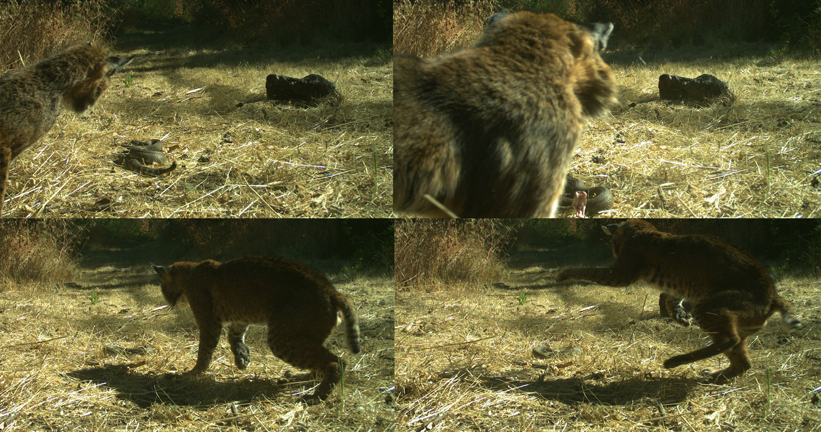 The Incredible Life of Wild Cats Caught by Trail Cameras - Nature TTL