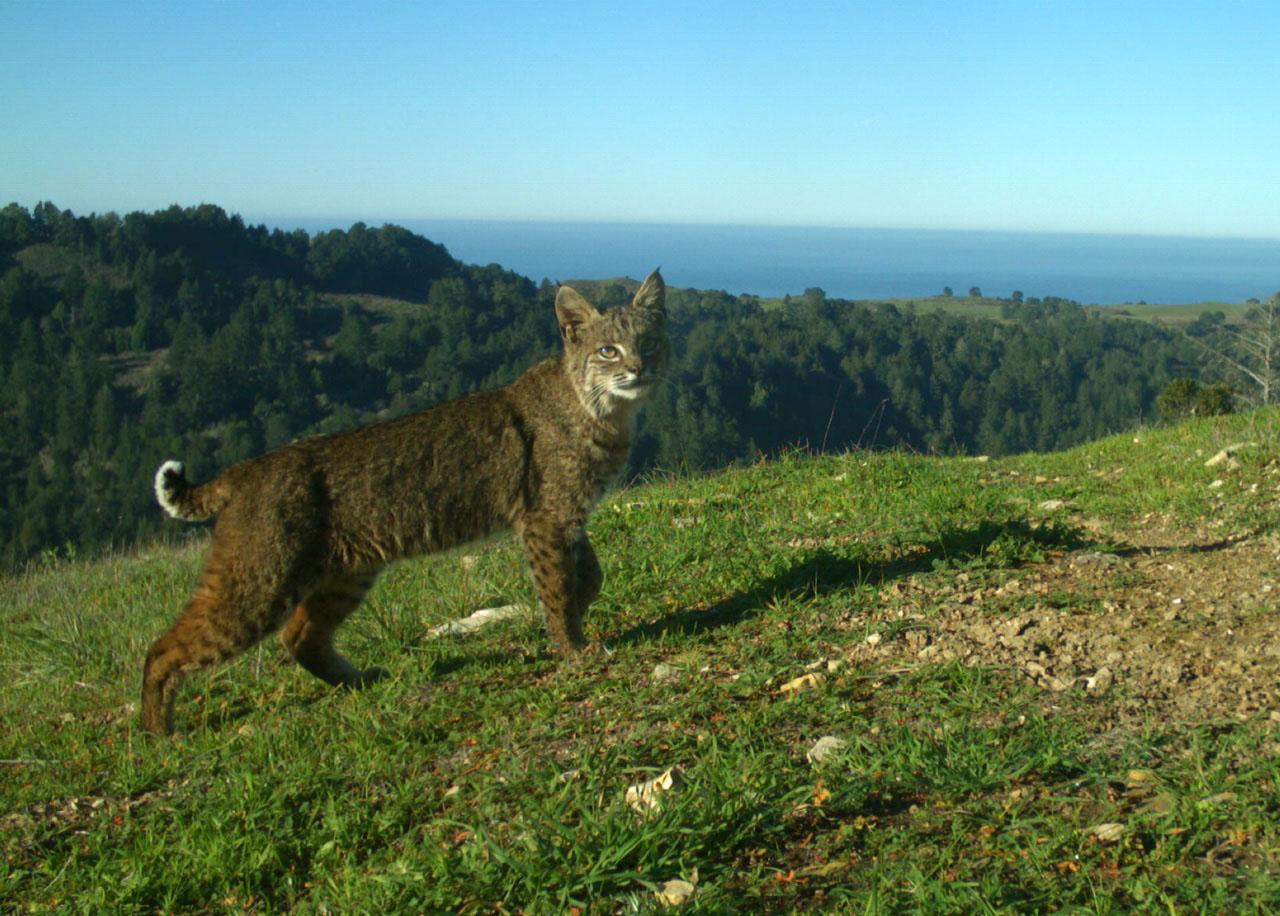 The Incredible Life of Wild Cats Caught by Trail Cameras - Nature TTL
