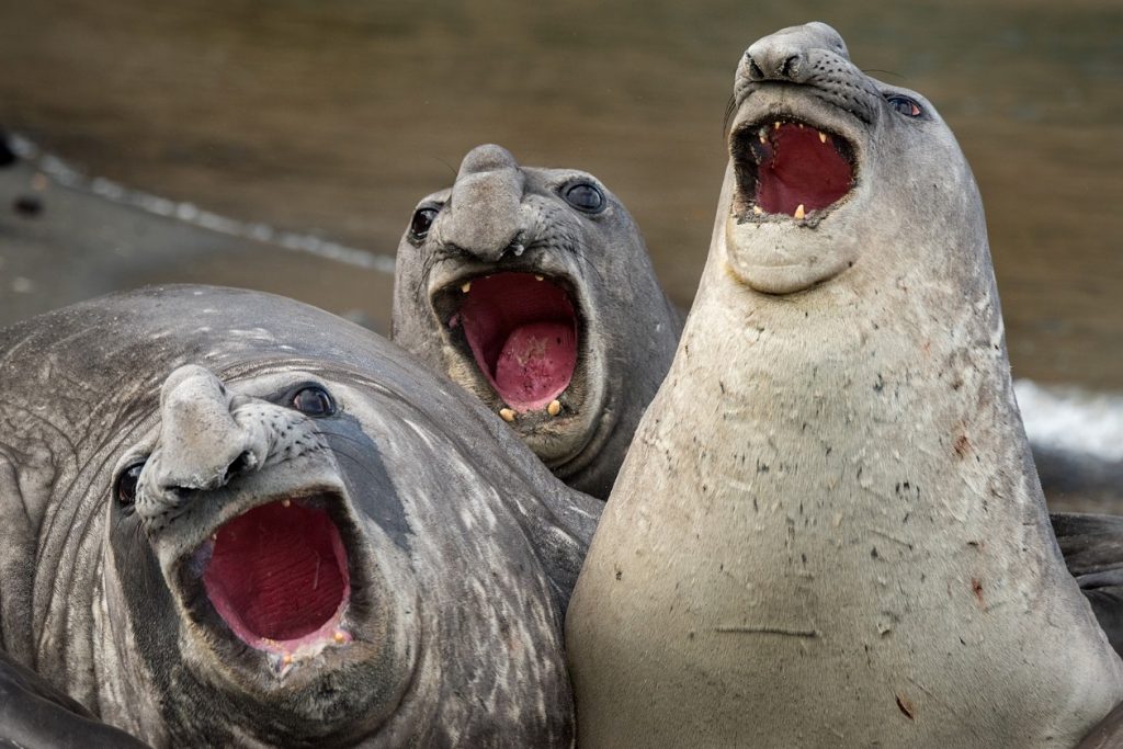 Comedy Wildlife Photography Awards Finalists Announced! - Nature TTL