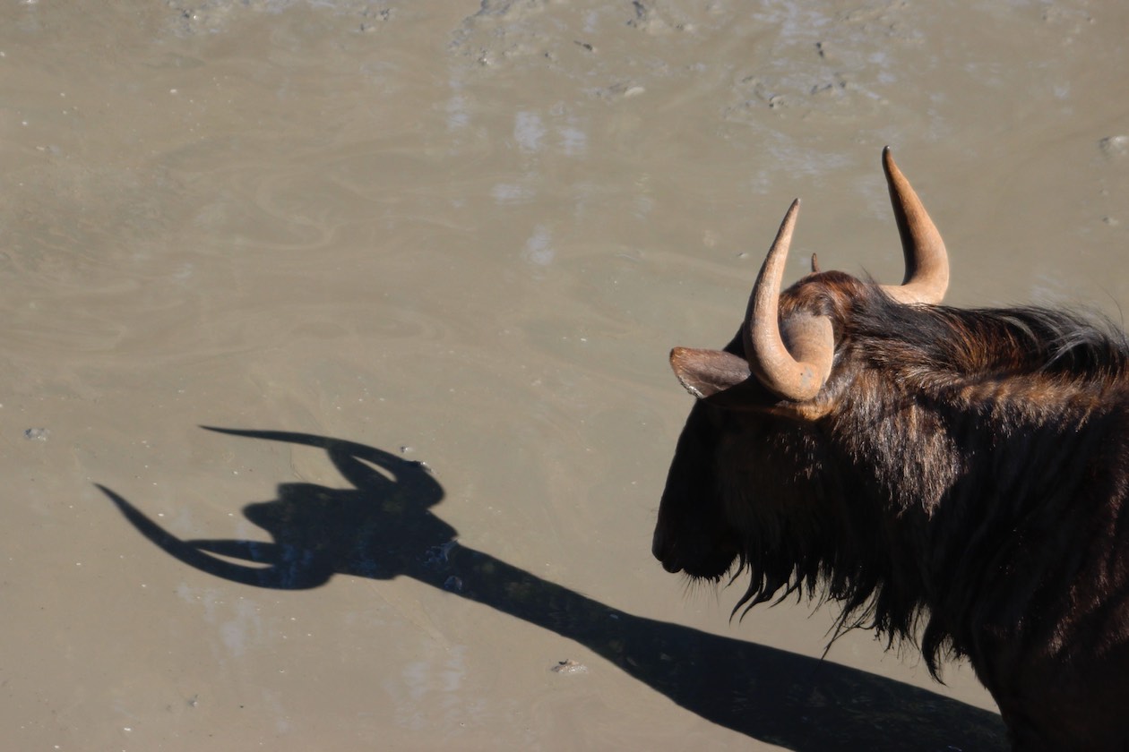 Comedy Wildlife Photography Awards Finalists Announced! - Nature TTL