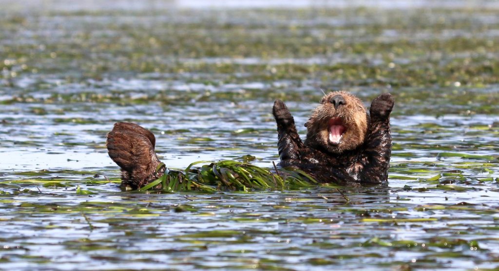 Comedy Wildlife Photo Awards Winners 2017 - Nature TTL