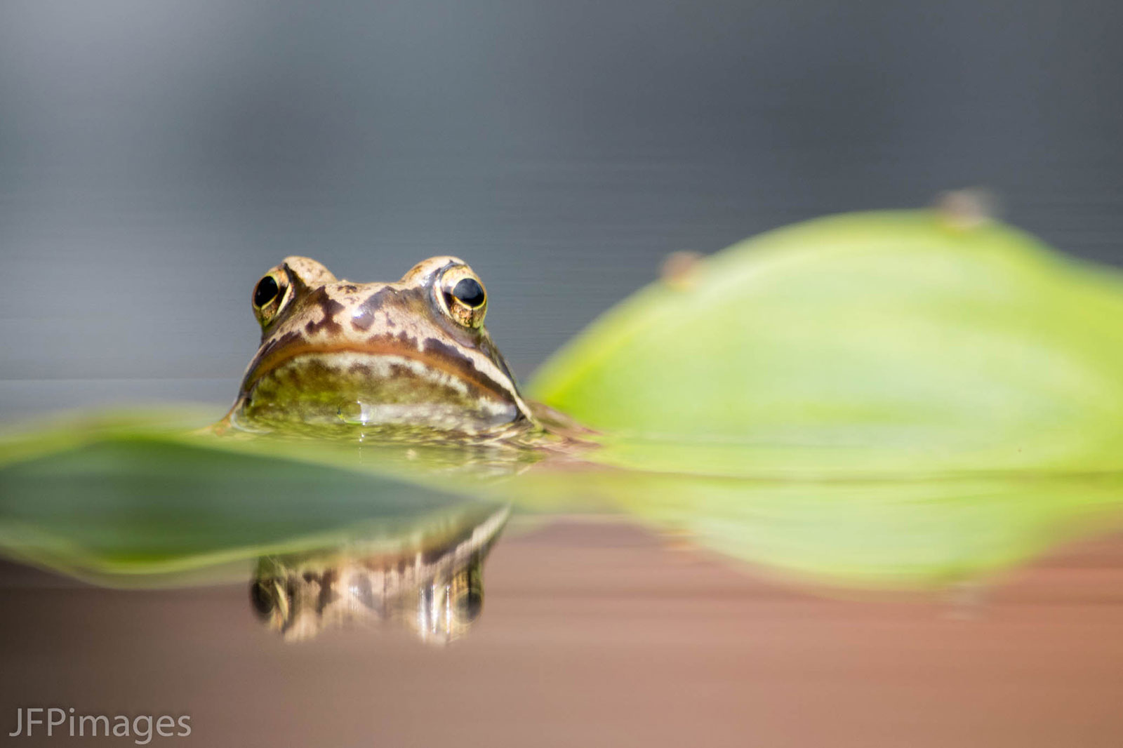 Weekly Photography Assignment: Fill the Frame - Nature TTL