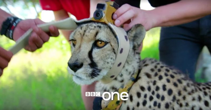 BBC Attaches Cameras to Animals in Groundbreaking Series - Nature TTL