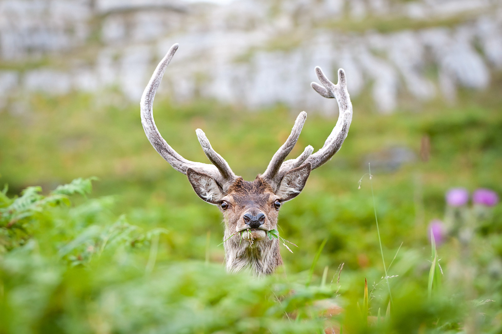 How to Photograph Nervous and Sensitive Animals - Nature TTL
