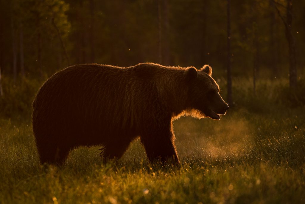 What's the Best Monopod for Wildlife Photography in 2024? - Nature TTL