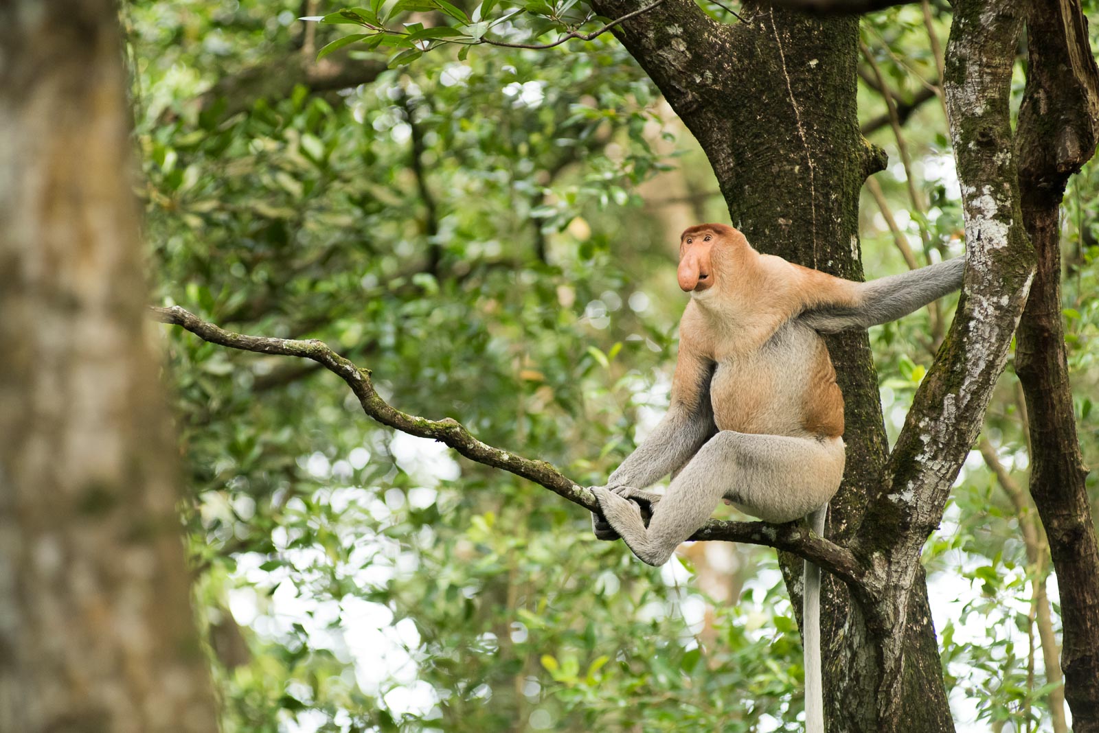 How to Photograph Nervous and Sensitive Animals - Nature TTL