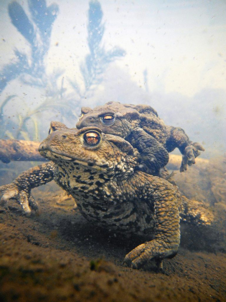 How to Photograph Frogs and Toads in Water - Nature TTL