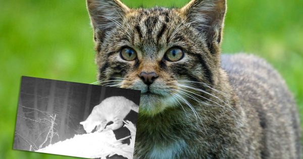 Huge Wildcat Caught on Camera in Scotland - Nature TTL