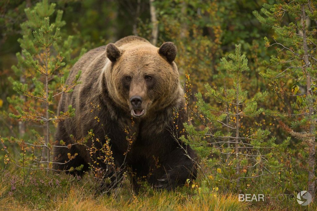 Photographing the Brown Bears of Finland | Nature TTL