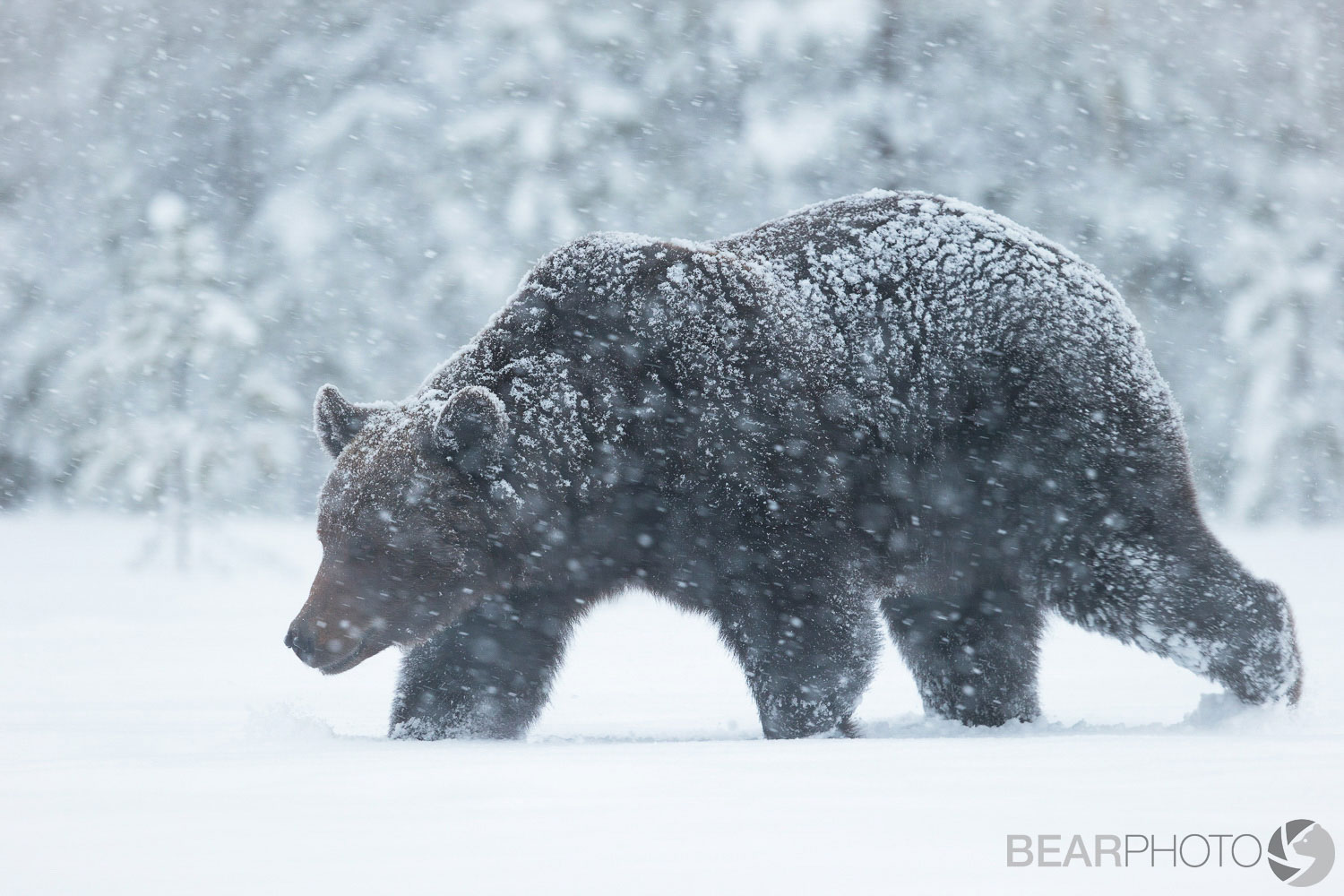 Photographing the Brown Bears of Finland - Nature TTL