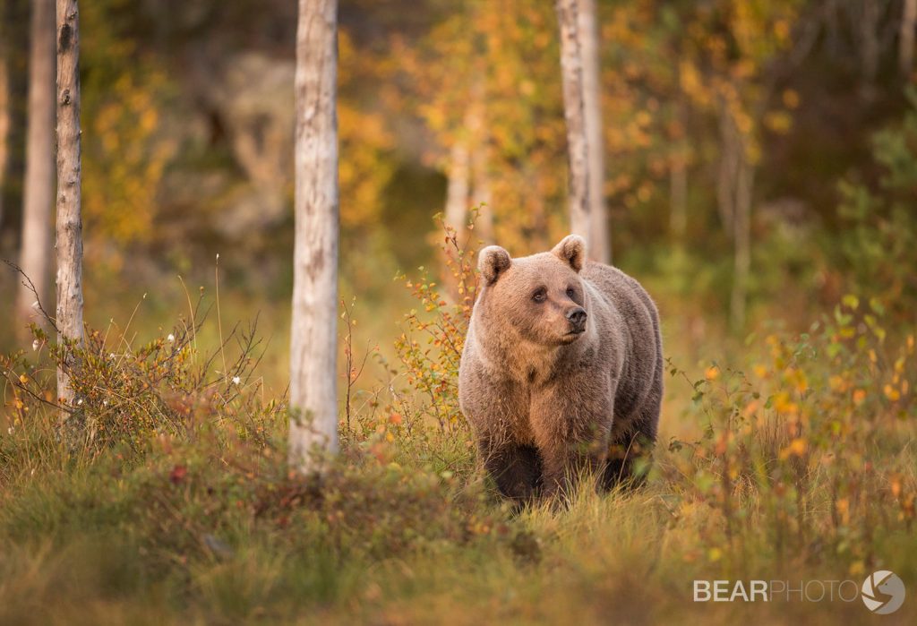 Photographing the Brown Bears of Finland | Nature TTL