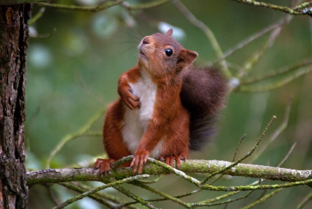 20 Essential Tips on Wildlife Photography for Beginners - Nature TTL