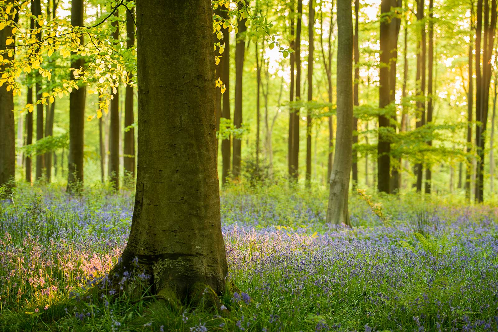 How to Photograph Flowers in a Landscape Scene - Nature TTL