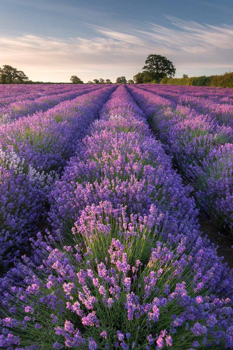How to Photograph Flowers in a Landscape Scene - Nature TTL