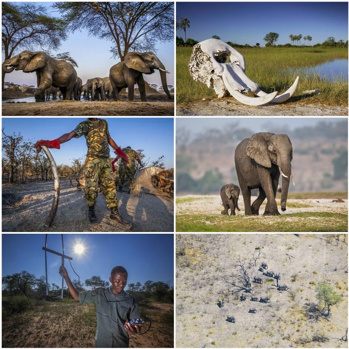 Wildscreen Panda Awards Launches a New Photography Prize - Nature TTL