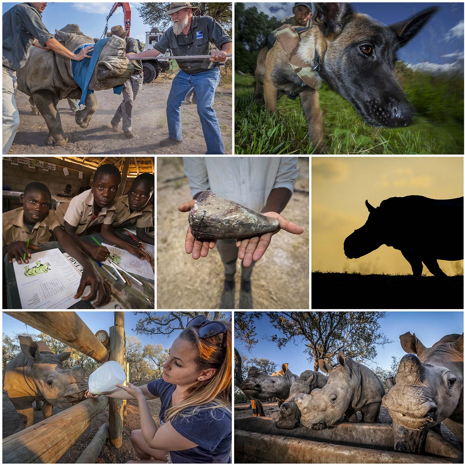 Wildscreen Panda Awards Launches a New Photography Prize - Nature TTL