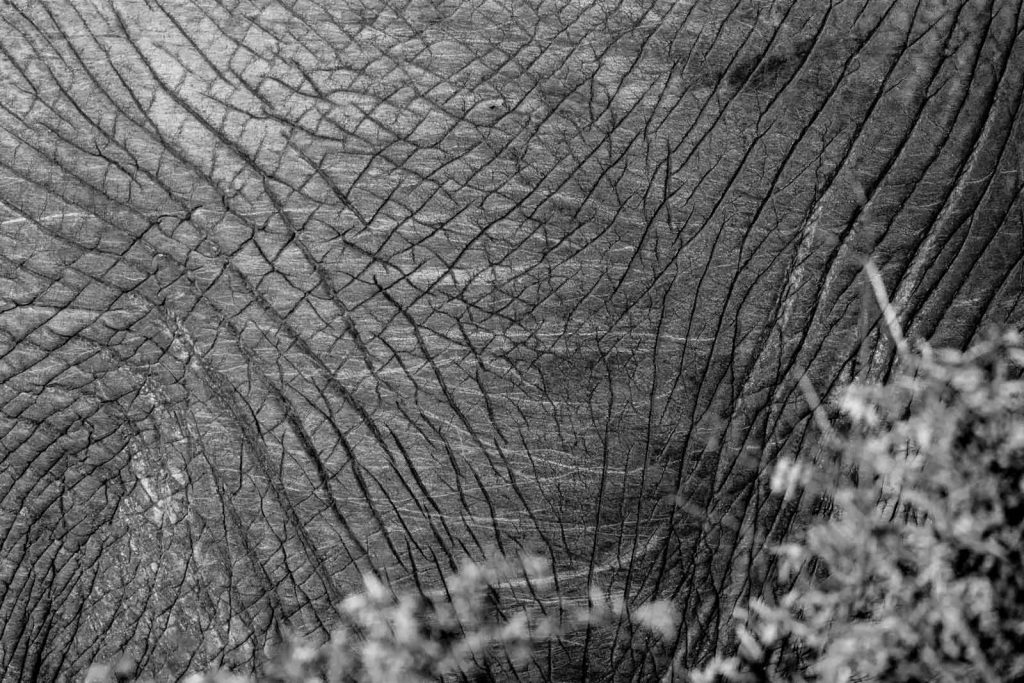 Weekly Photography Assignment: Textures in Nature - Nature TTL