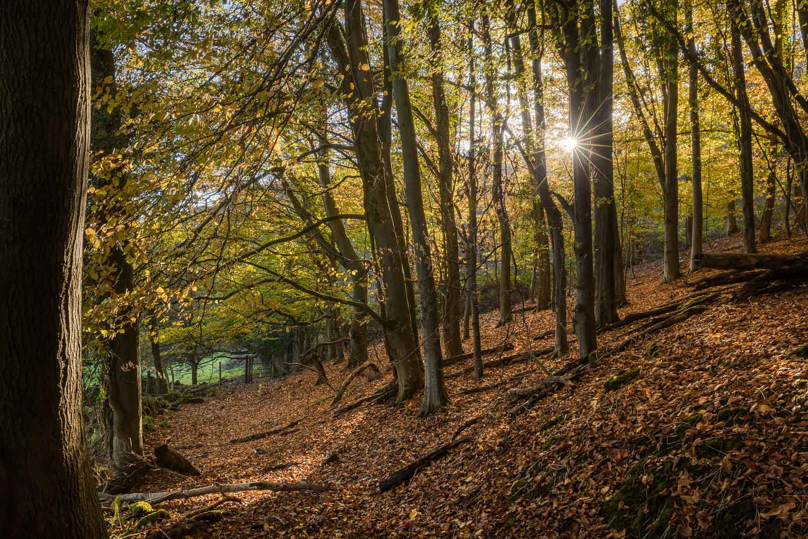 How to Create Sun Stars in Landscapes and Avoid Lens Flare - Nature TTL