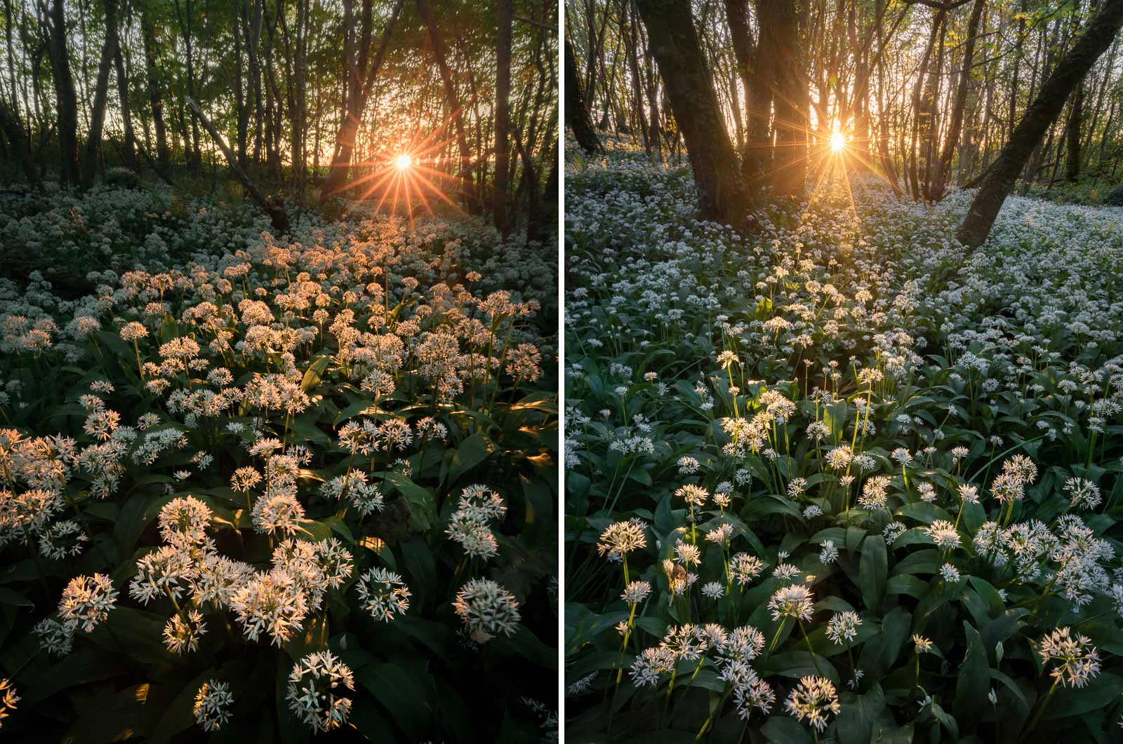 How to Create Sun Stars in Landscapes and Avoid Lens Flare - Nature TTL