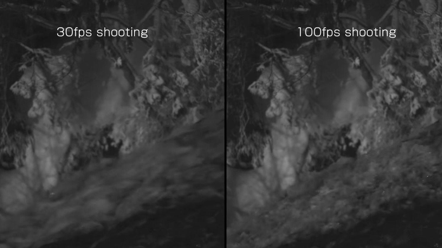Canon's New Low-Light Sensor Shoots 100fps in the Dark - Nature TTL