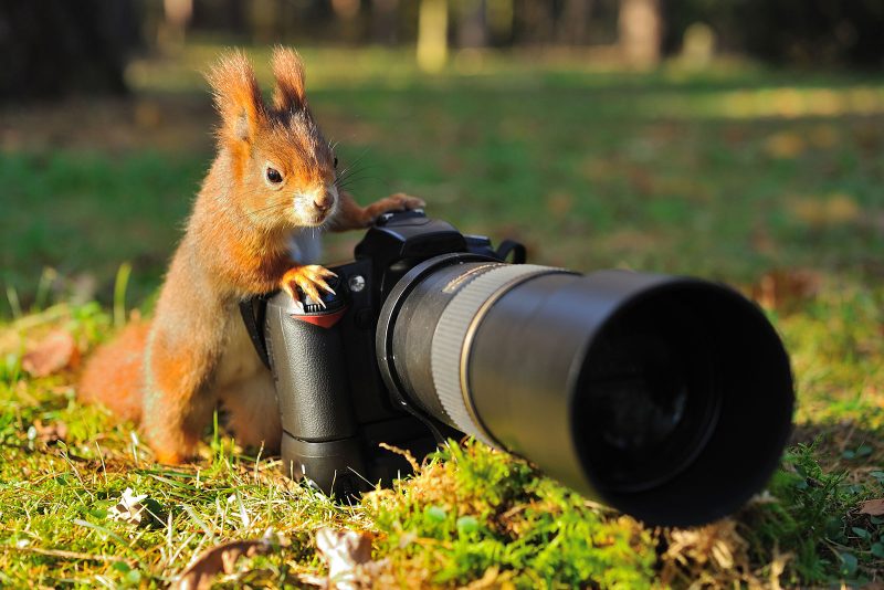 Wildlife Photography Basics Bird Photography Tips Head Angle Wildlife Photography Basics Bird Photography Tips Head Angle