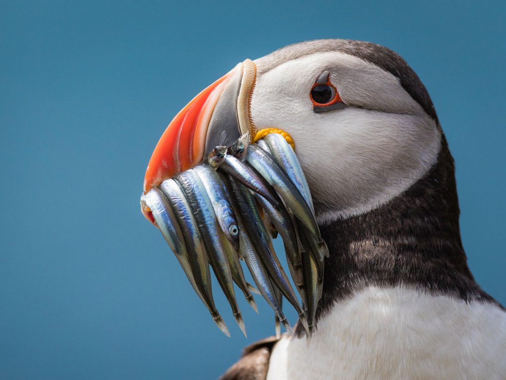 9 Things to Know to Get Great Seabird Photos - Nature TTL