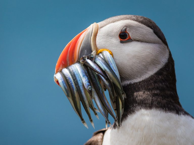 9 Things to Know to Get Great Seabird Photos - Nature TTL