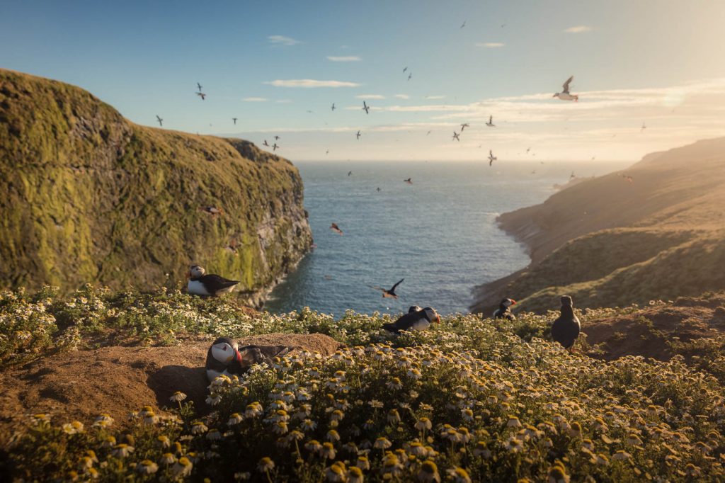 9 Things to Know to Get Great Seabird Photos - Nature TTL