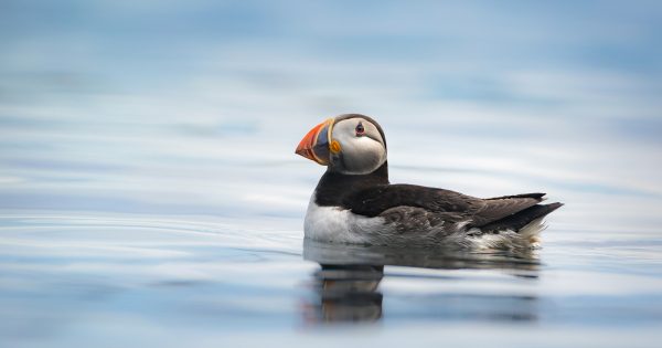 9 Things to Know to Get Great Seabird Photos - Nature TTL