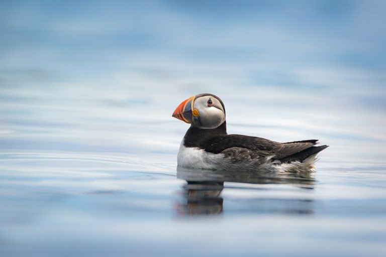 9 Things to Know to Get Great Seabird Photos - Nature TTL