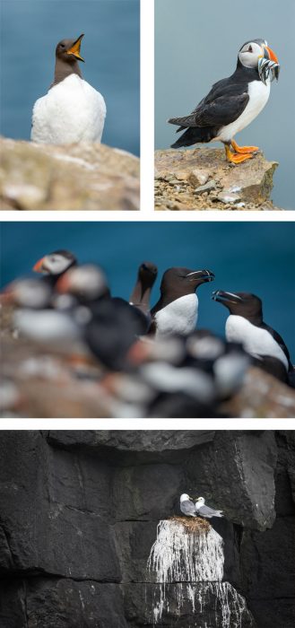 9 Things to Know to Get Great Seabird Photos - Nature TTL