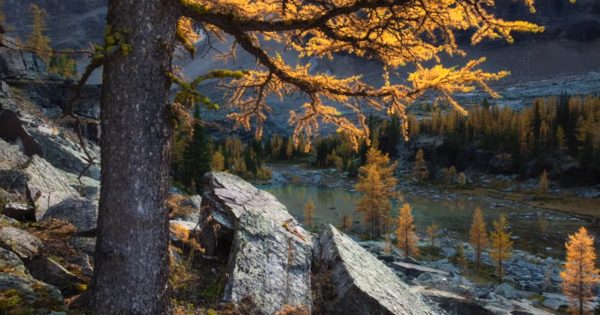 How to Master Backlighting in Landscape Photography - Nature TTL