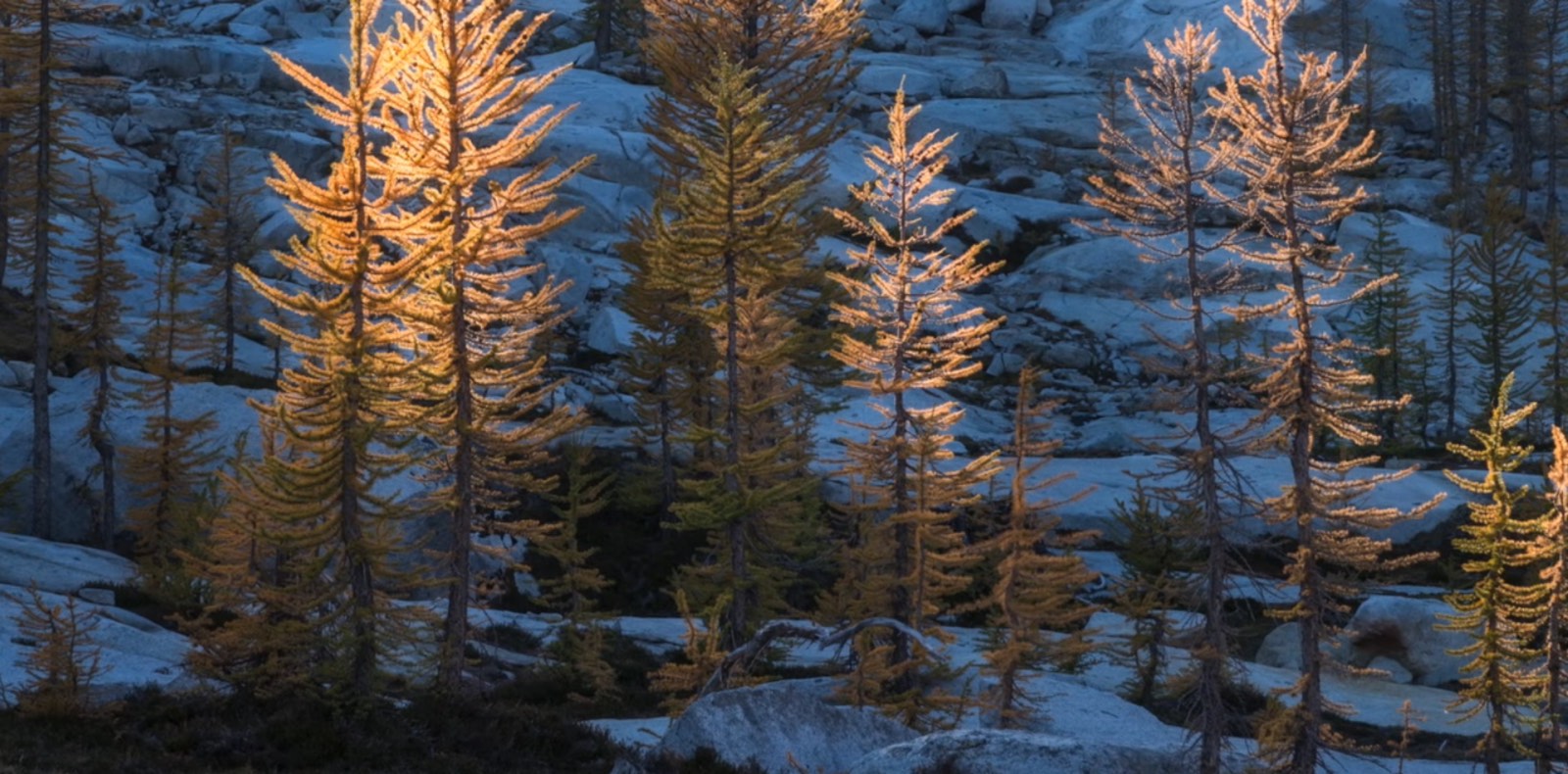 How to Master Backlighting in Landscape Photography - Nature TTL