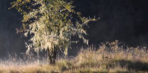 How to Master Backlighting in Landscape Photography - Nature TTL