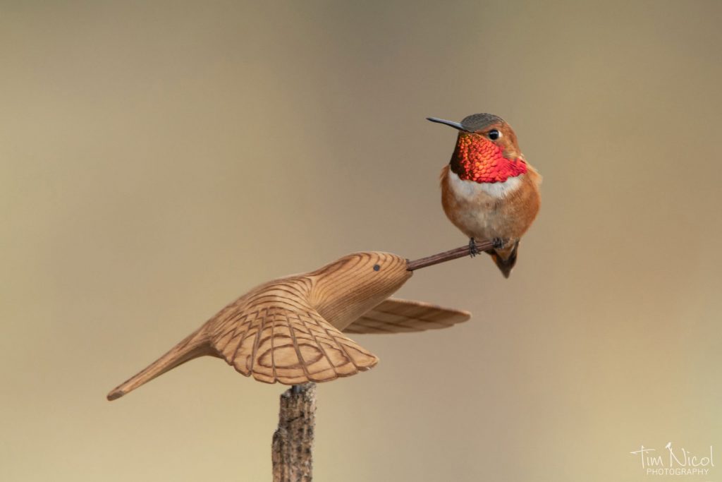 Weekly Photography Assignment: Wide-angles - Nature TTL