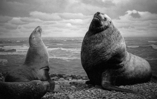This Photographer's Wildlife Photos Have a Huge Hidden Secret - Nature TTL