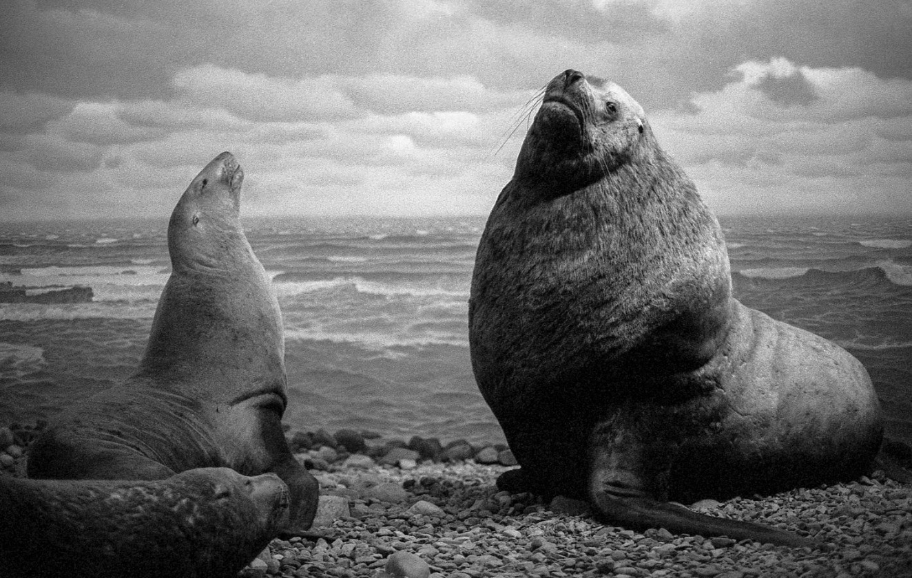 This Photographer's Wildlife Photos Have a Huge Hidden Secret - Nature TTL