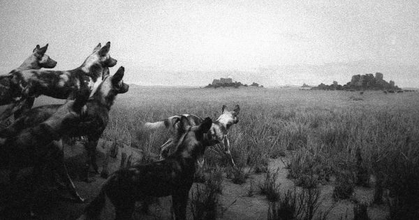 This Photographer's Wildlife Photos Have a Huge Hidden Secret - Nature TTL