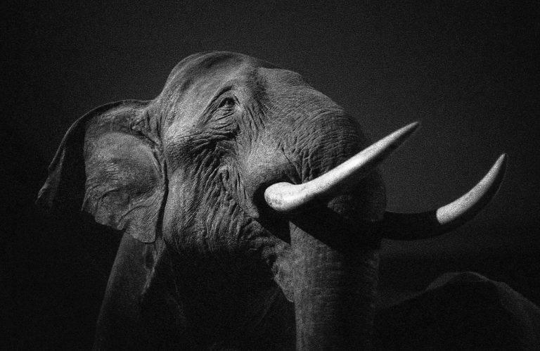 This Photographer's Wildlife Photos Have a Huge Hidden Secret - Nature TTL