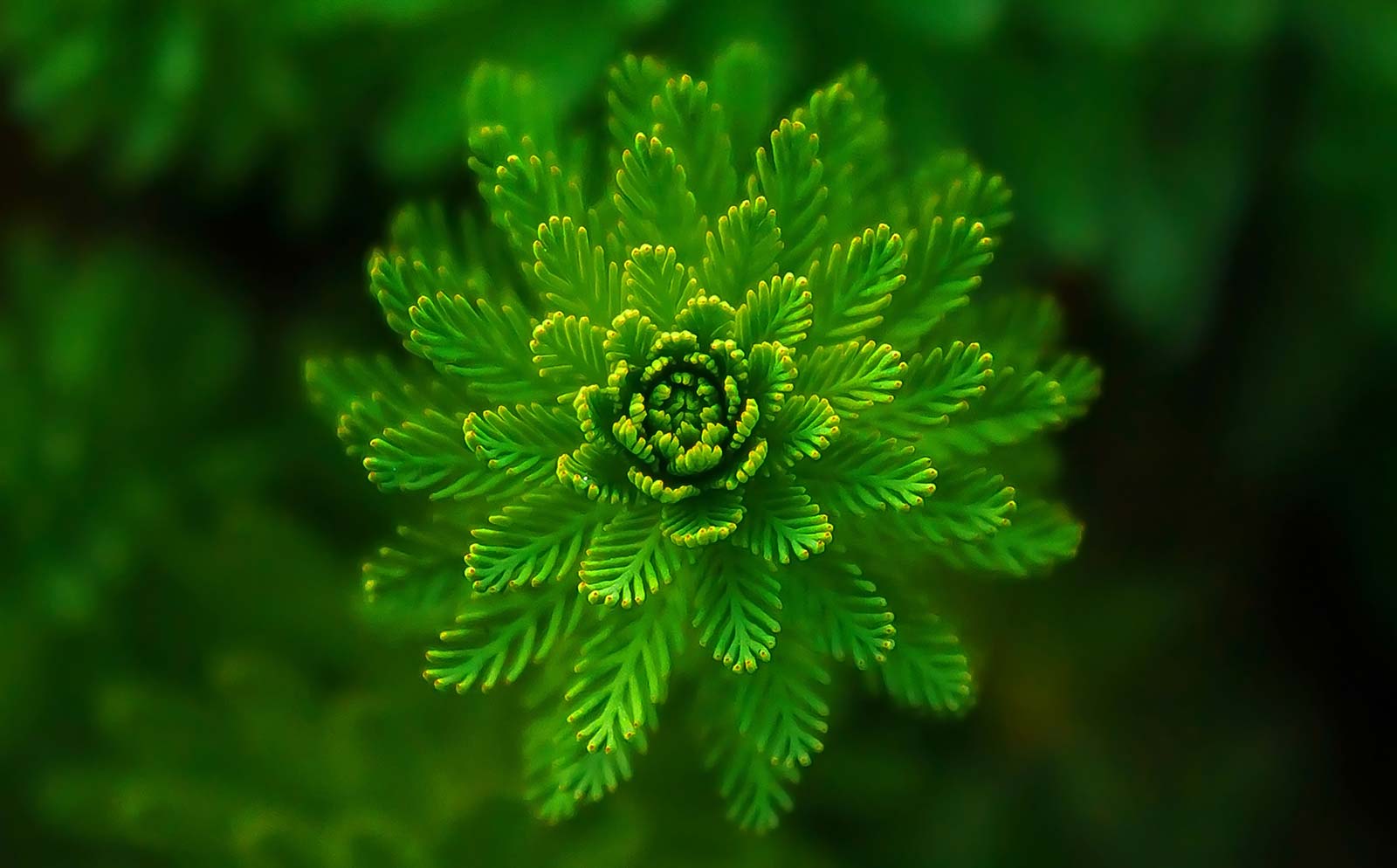Weekly Photography Assignment: Green - Nature TTL