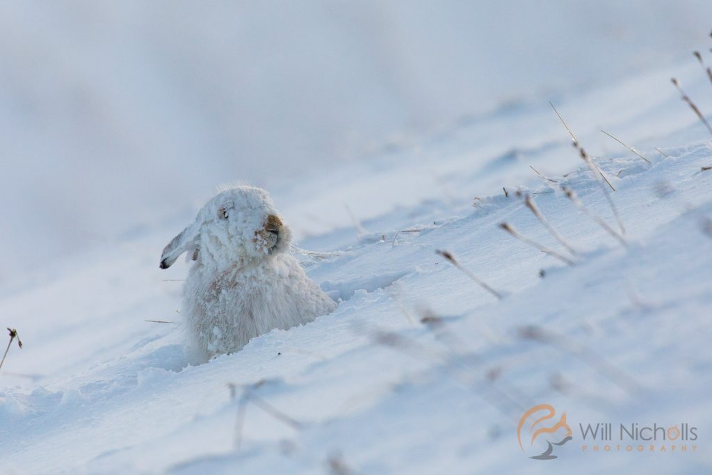 8 Tips for Approaching Animals Without Being Noticed - Nature TTL