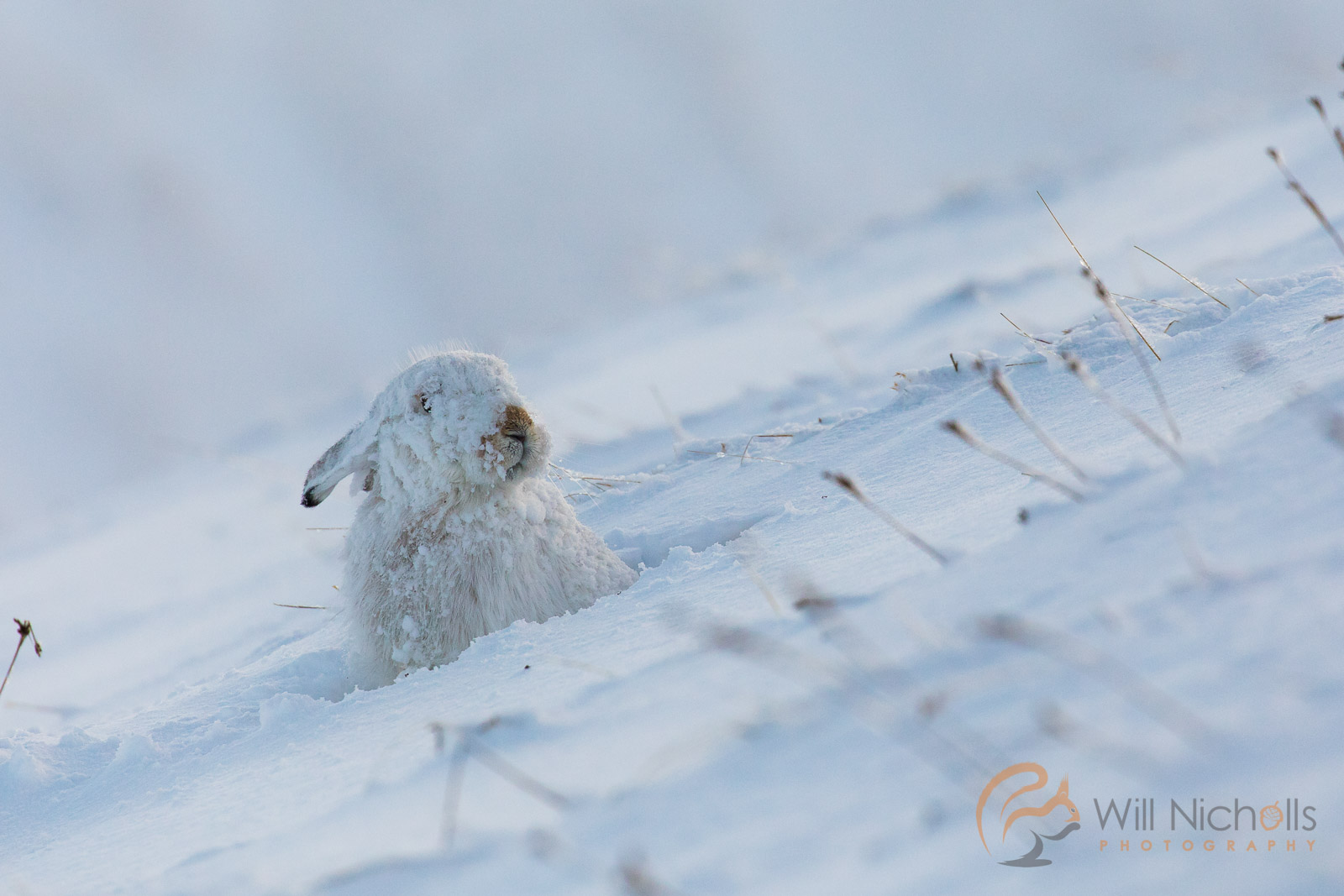 8 Tips for Approaching Animals Without Being Noticed - Nature TTL