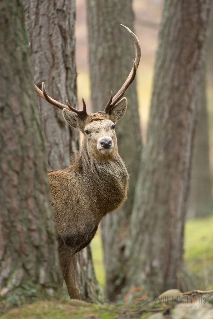 8 Tips for Approaching Animals Without Being Noticed - Nature TTL