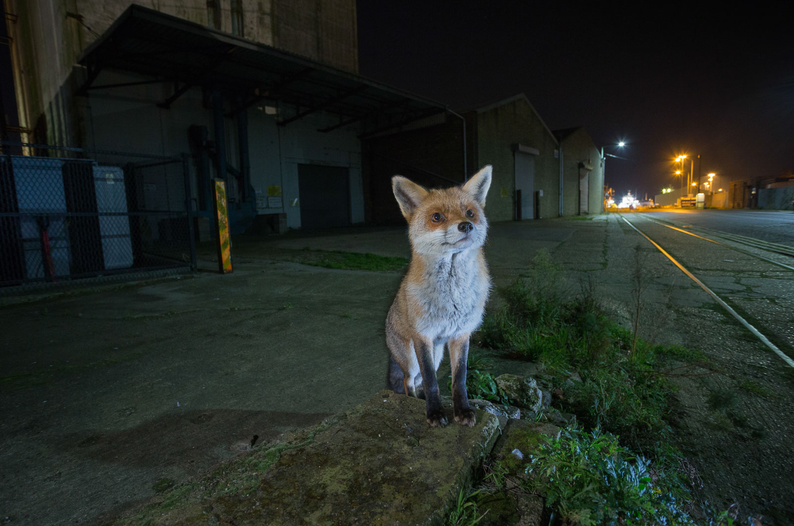 10 Top Tips to Improve Your Urban Wildlife Photos | Nature TTL